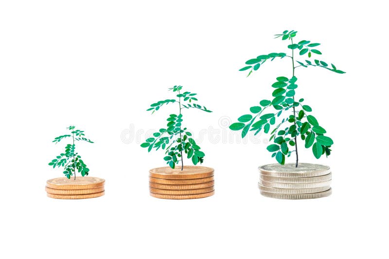 Plant Growing On Coins Stack Isolated Background. Stock Image - Image ...