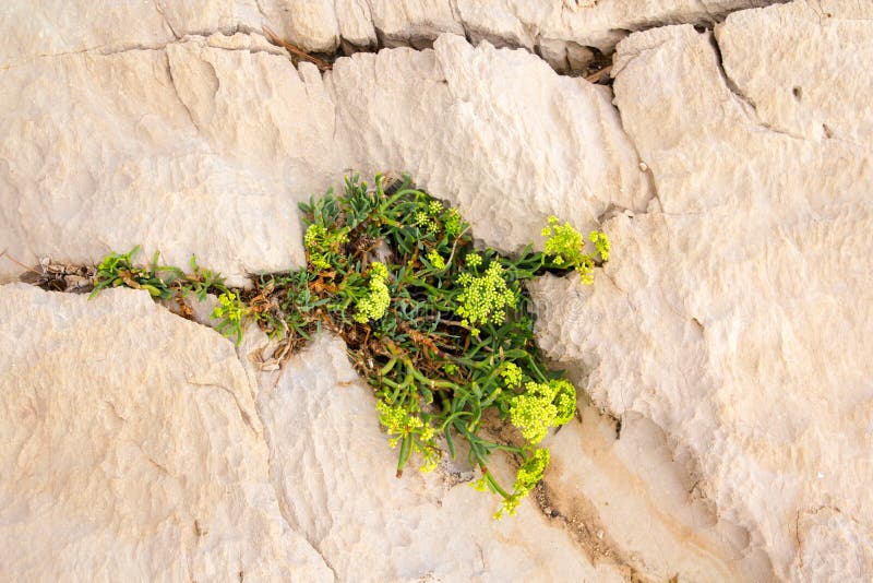 Weed Growing through Crack in Pavement Stock Photo - Image of sidewalk ...