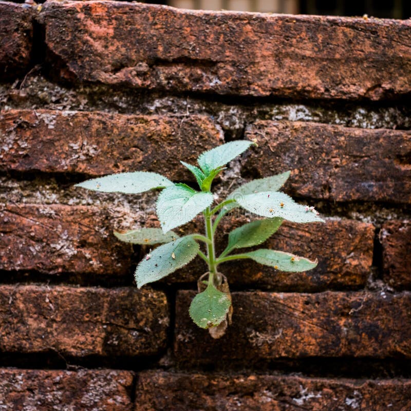 Plant Growing from Cracked Wall Bricks Stock Image - Image of plant ...