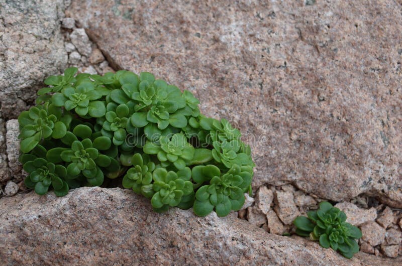 Plant Growing in the Cracks of the Stone Stock Photo - Image of plants ...