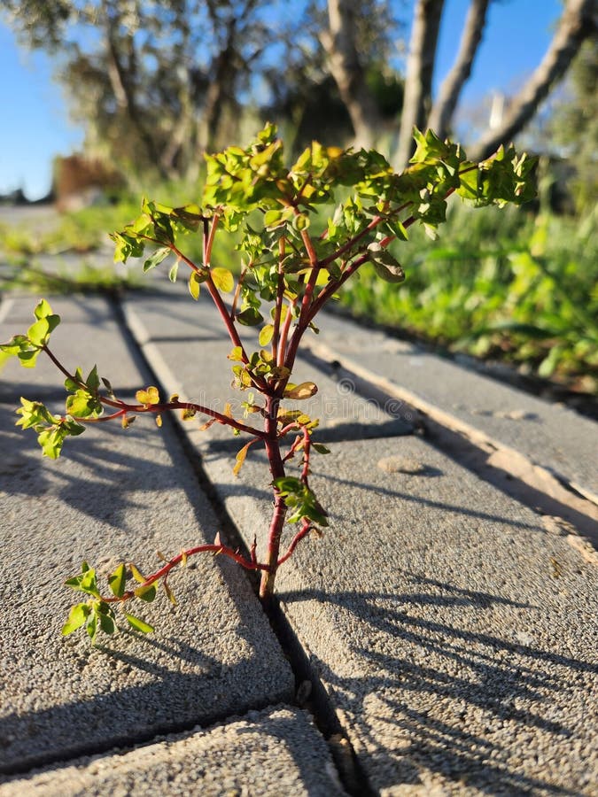 A Plant Growing through the Floor Tiles Stock Photo - Image of ...