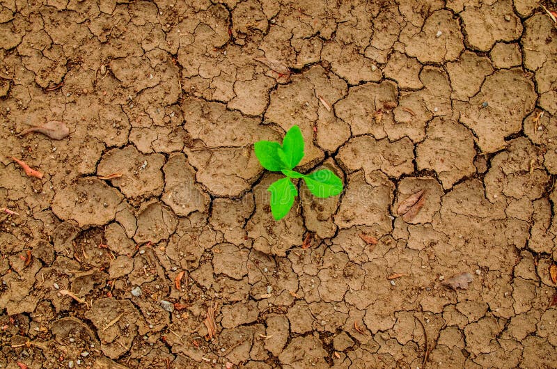 Plant Growing through the Ground, Hope Concept Stock Image - Image of ...