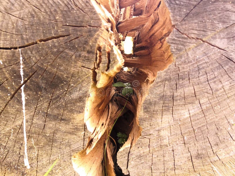 Tree, Nature, Leaf, Woody Plant Picture. Image: 111719565