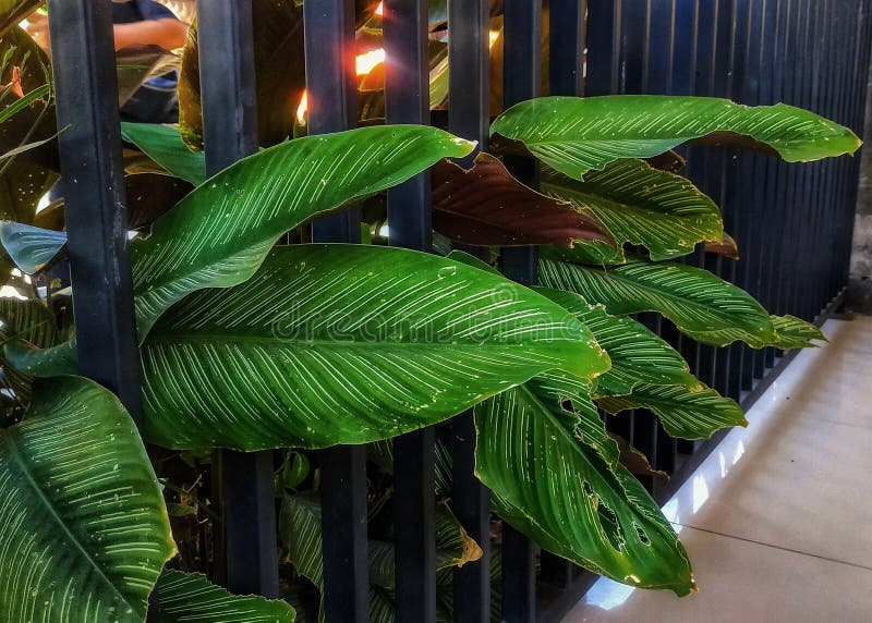 Plant behind steel bar stock photo. Image of steel, concept - 223371384