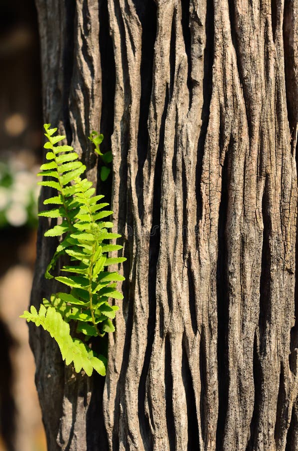 Plant Growing on Old Timber Stock Photo - Image of botany, garden: 56317154