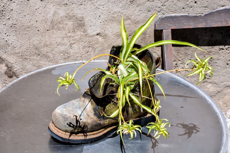 A Plant is Growing Out of a Shoe Stock Photo - Image of grow, herbal ...