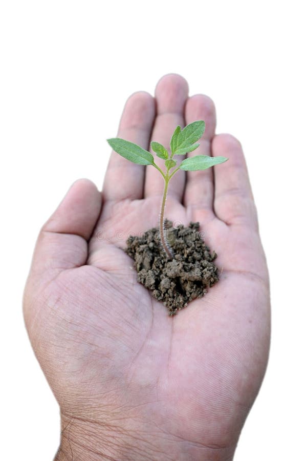 Plant Growing on a Persons Hand Stock Photo - Image of care ...