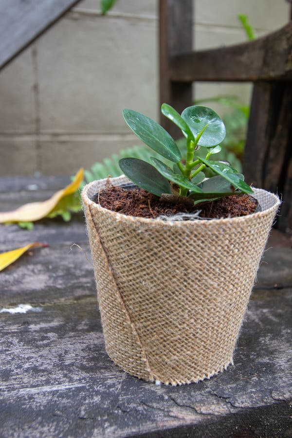 A plant growing in a pot stock photo. Image of field - 172653432