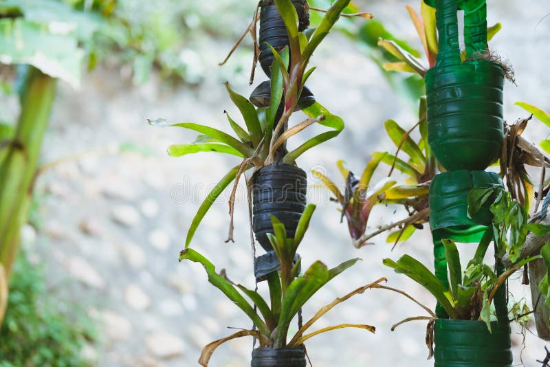 Plant Growing in Recycled Plastic Bottle. Vertical Garden Made by ...