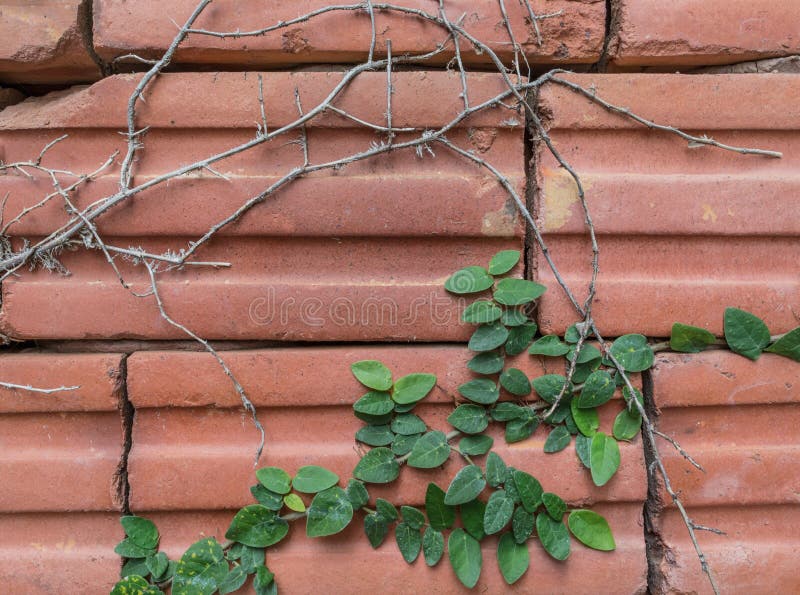 Plant growing on red brick stock photo. Image of nature - 42457482