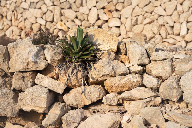 Plant growing on the rocks stock image. Image of beautiful - 173402517