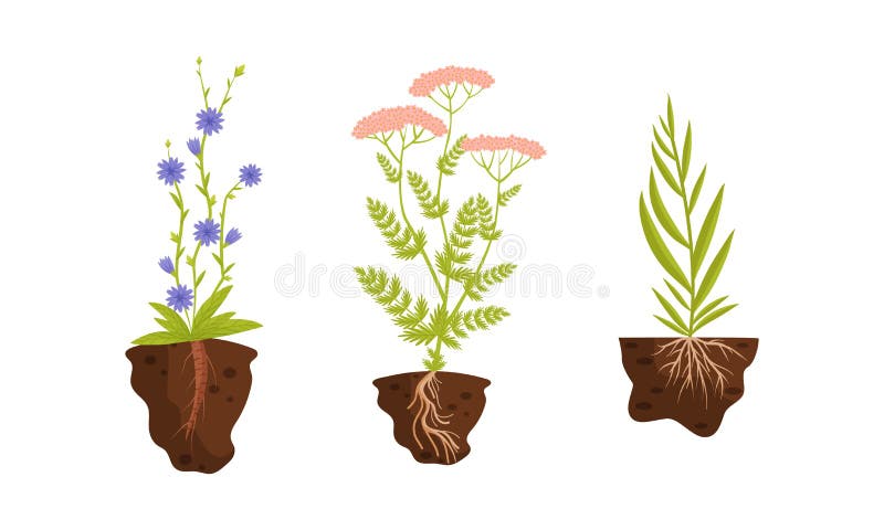 Plant Growing with Roots in Soil Vector Set Stock Vector - Illustration ...