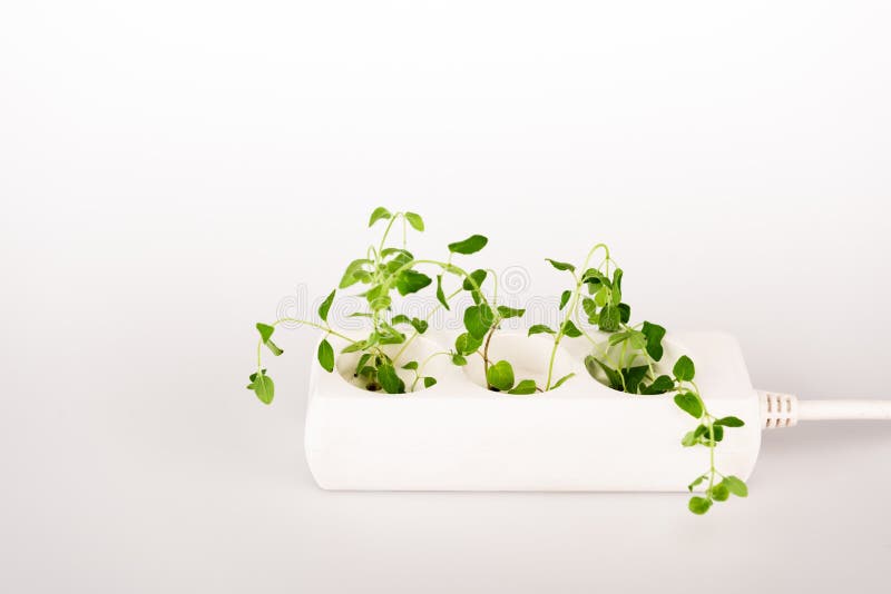 Plant Growing from Socket in Power Stock Photo - Image of sustainable ...
