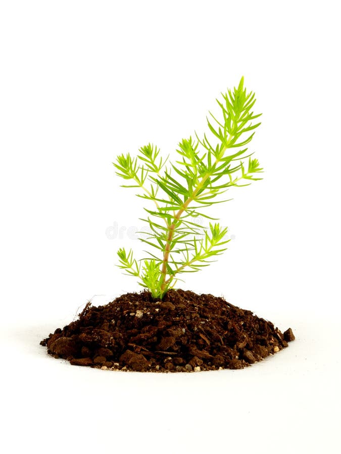 Pogostemon Erectus Stock Photos - Free & Royalty-Free Stock Photos from ...