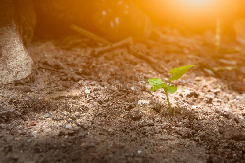 Plant Growing in Soil and Grow Concept Stock Image - Image of soil ...