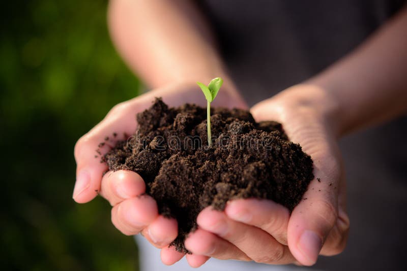 Plant Growing on Soil with Hand Holding Over Green Background Stock ...
