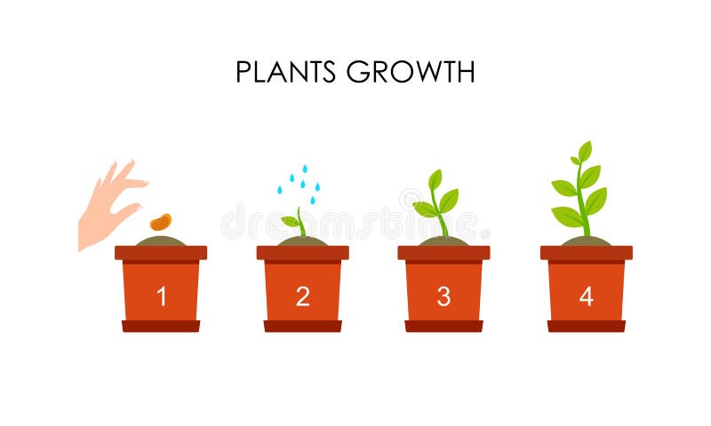 Plants Growing Infographic Plants Growing Process Plants Growth Stages ... Plants Growing Infographic Plants Growing Process Plants Growth Stages ...