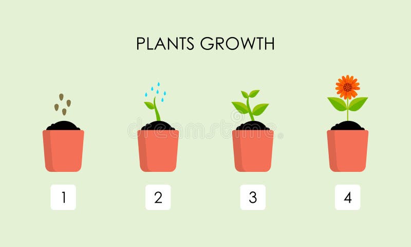 Plant Growing Stages Timeline Infographic Of Planting Tree Process
