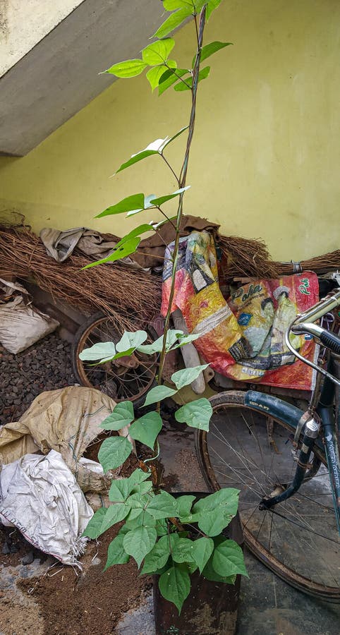 This Plant is Growing Up and Going High Gradually. Stock Photo - Image ...