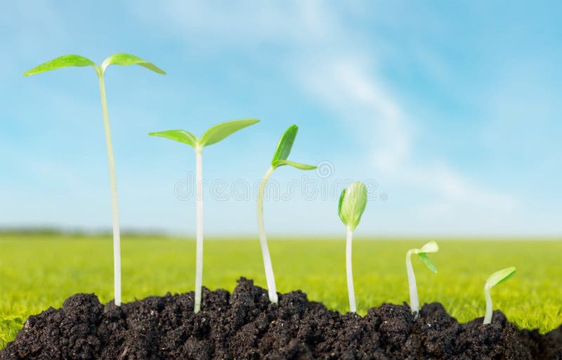 Plant growing stock image. Image of background, sunflower - 60274081