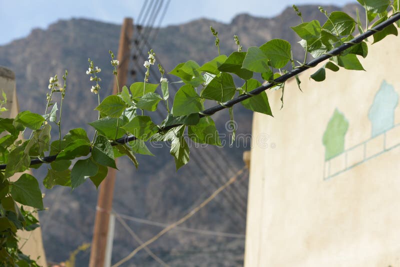 Plant Grown in Electric Cables Stock Image - Image of food, flower ...