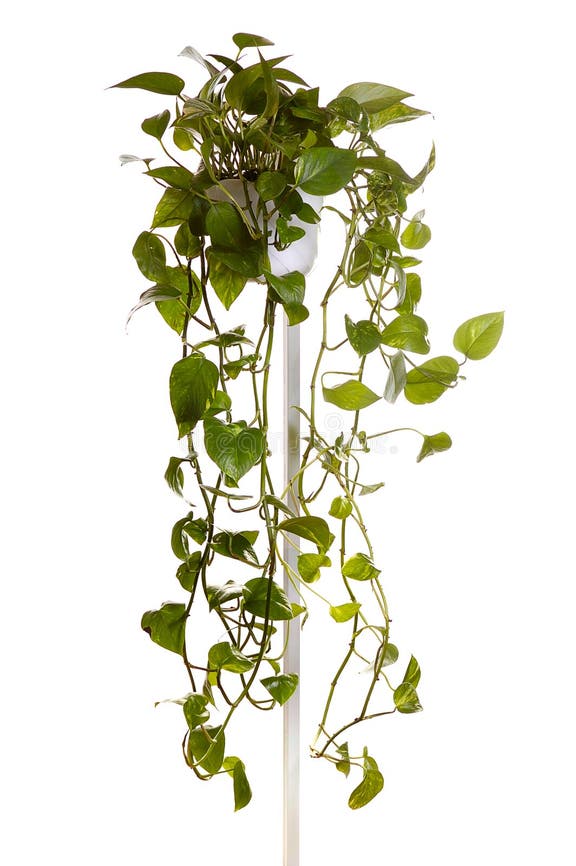 Plant grown in hanging pot stock image. Image of front - 3889163