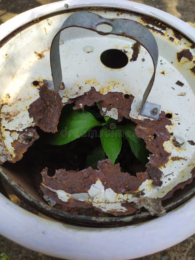 Plant Grown Inside the Bucket Stock Image - Image of grown, chocolate ...