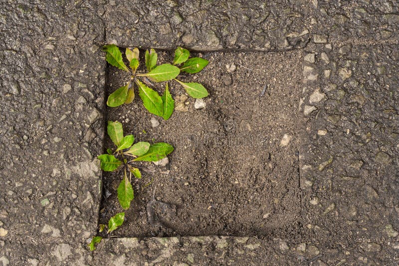 A Plant Grown from Under the Asphalt Road Stock Photo - Image of crack ...