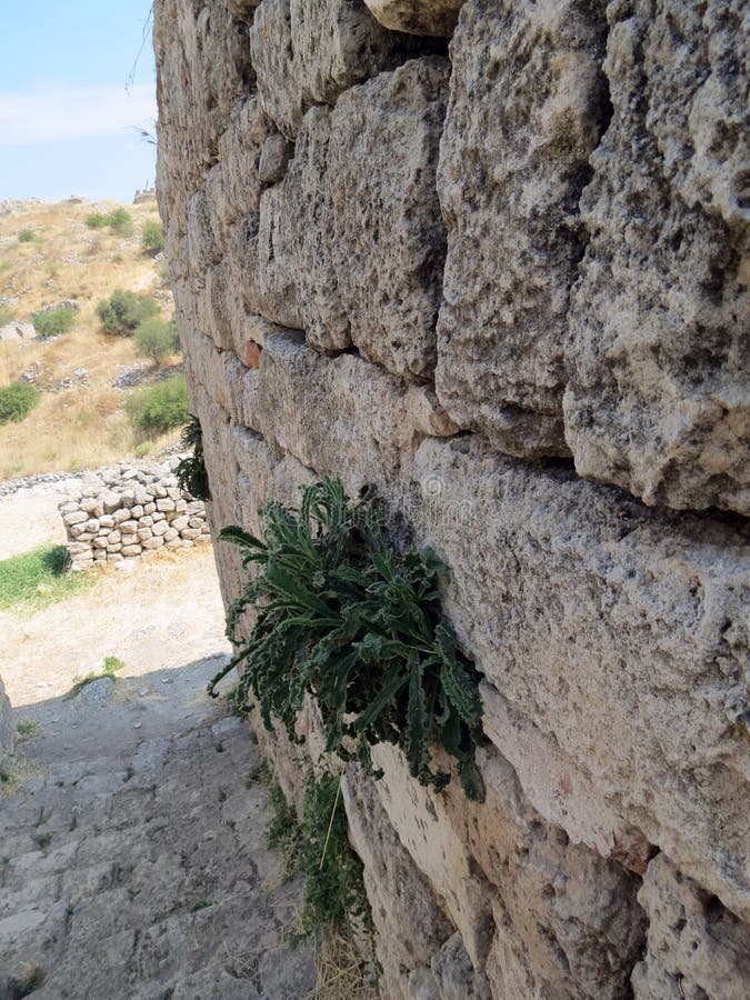 The Plant Grows on the Ancient Wall of the Fortress Stock Photo - Image ...