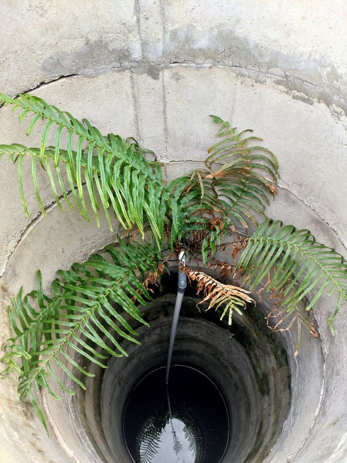 A Plant Grows in Concrete Wall of Water Well Stock Image - Image of ...