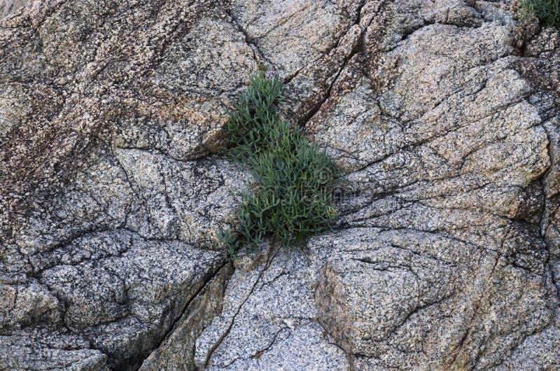 A Plant Is In The Crack Of Rock Stock Photo - Image of canyon, leaf ...