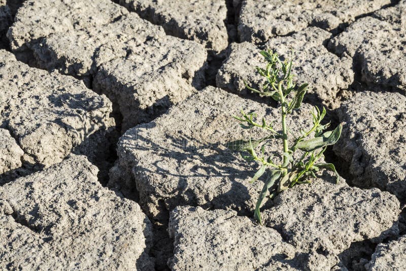 Desert Sun Scorched Plant Stock Photos - Free & Royalty-Free Stock ...