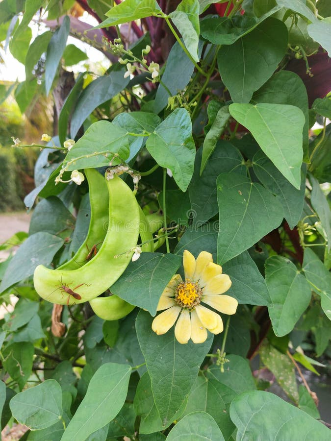 A Combination of Wild Plants and Flowers Infested with Insects Stock ...