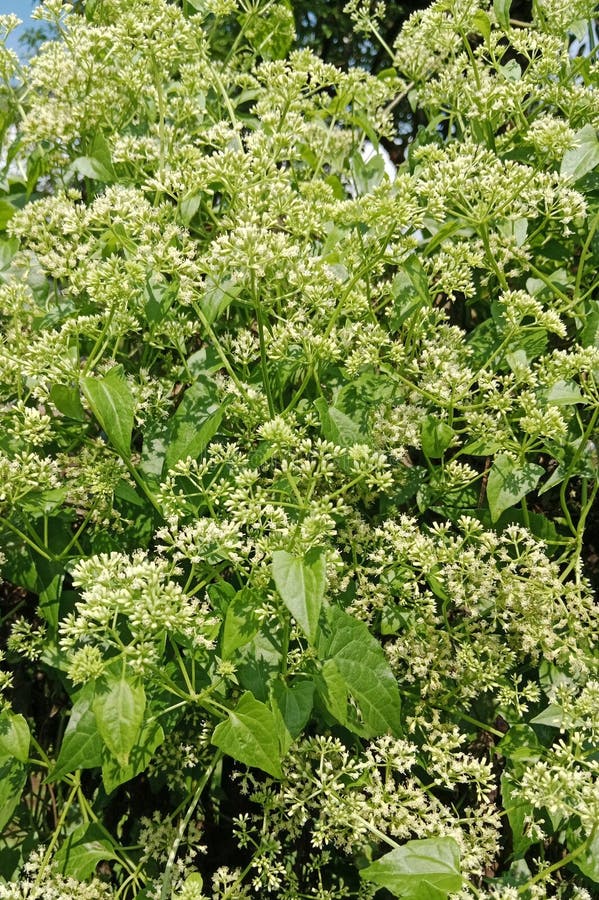 This Plant Grows on the Hedge, the Leaves and Flowers are Very Dense ...