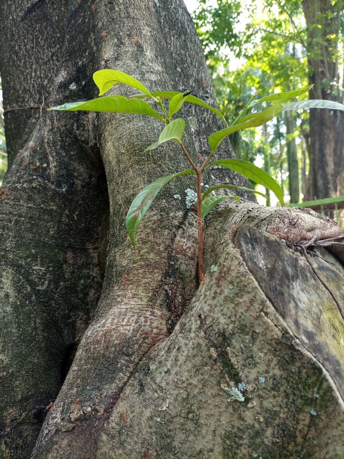 Plants Growing on Big Trees Stock Image - Image of trees, grows: 264710879