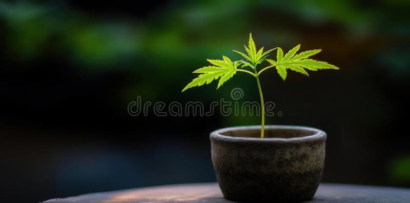 Plant Grows in Pot Showing Sprout of Life and Hope in the Dark ...