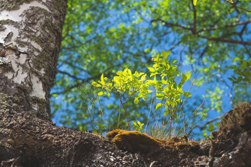 Plant Grows on the Root of the Birch Tree Stock Photo - Image of ...