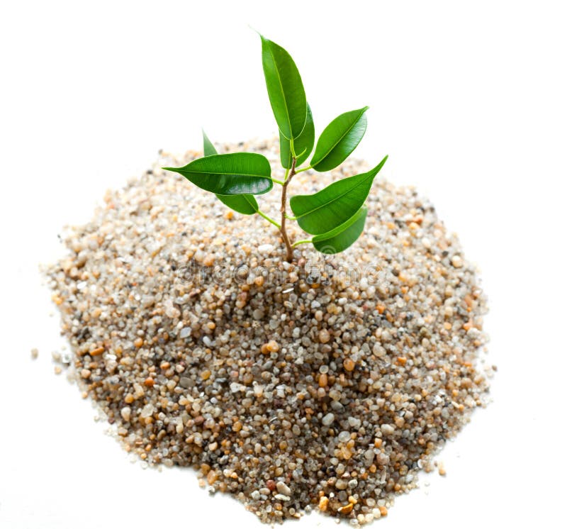 Plant grows from sand stock image. Image of nature, climate - 30757001