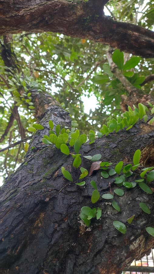 A Plant Grows on a Trees Log in High Humidity Environment Stock Image ...