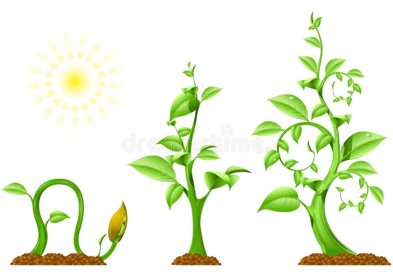 Plant Growth stock vector. Illustration of stem, environment - 15961587