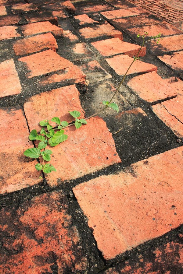 Plant Growth Over Red Brick Stock Image - Image of block, grow: 25847025