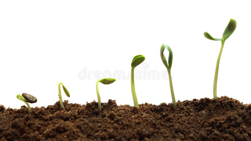 Seed Growing Background