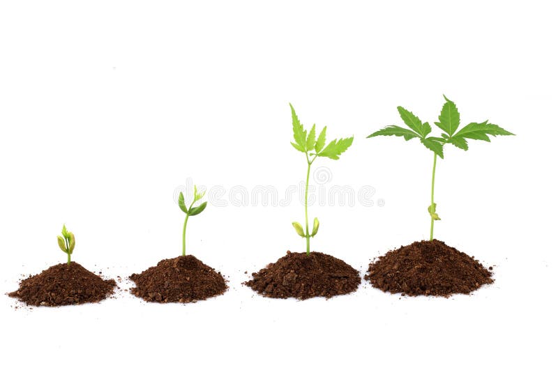 Plant Growth-Stages of the Plant Development Stock Photo - Image of ...