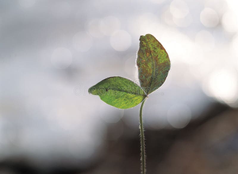Plant With Hair Picture. Image: 943645