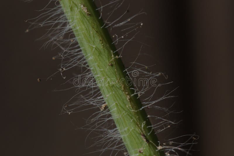 Plant hair close up stock photo. Image of hair, stem - 63880976