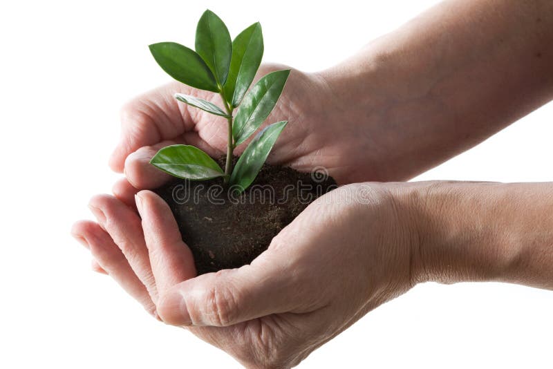 Plant Nurture- New Growth stock image. Image of branch - 4425687