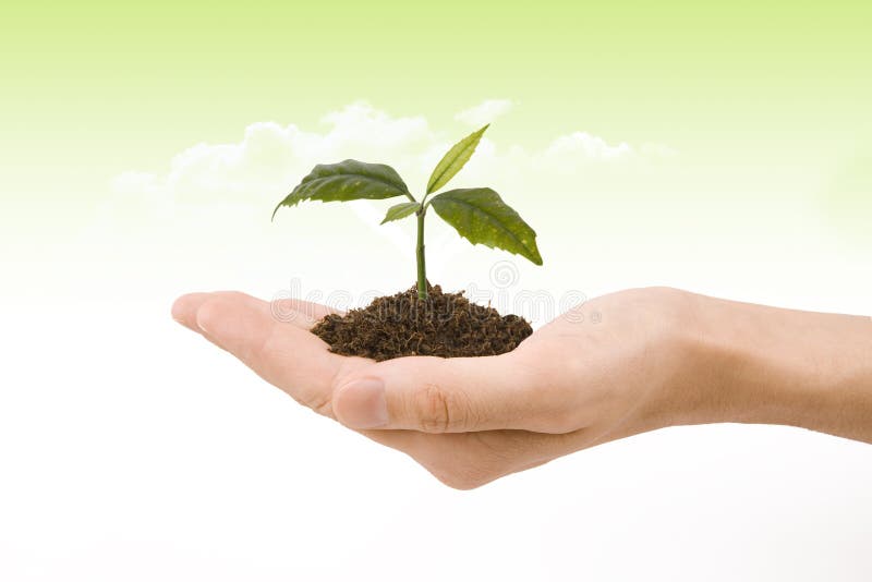 Plant in hand stock photo. Image of care, garden, holding - 20579722