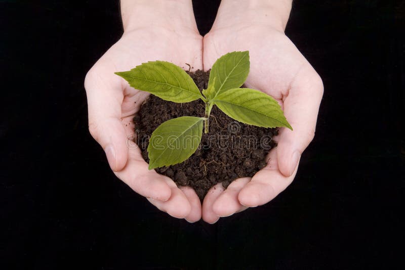 Plant Growing In Hand