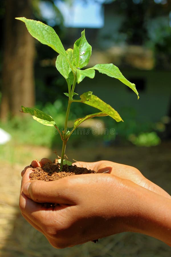 Planting tree stock image. Image of black, dark, environment - 3217939
