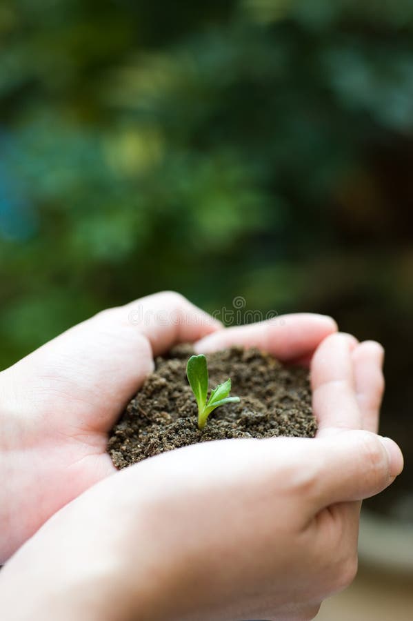 Plant in hand stock photo. Image of leaf, garden, metaphoric - 530764